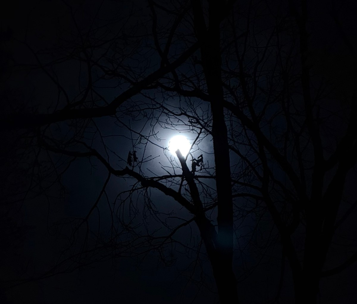 Ciemna noc – ogryzekzycia